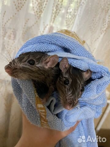 Крыски с клеткой