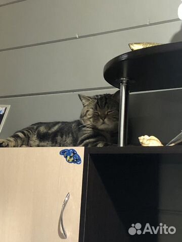 Скотиш страйт шотландец