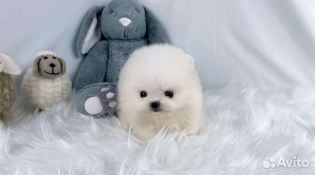 Померанцы*Доставка/Самовывоз