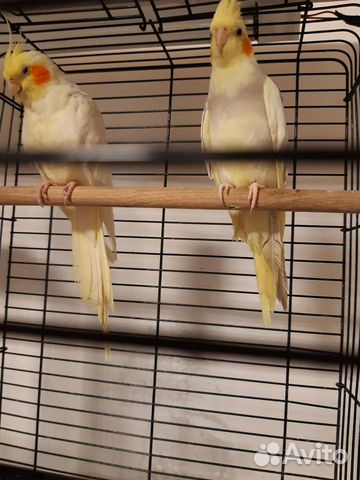 Попугай корелла