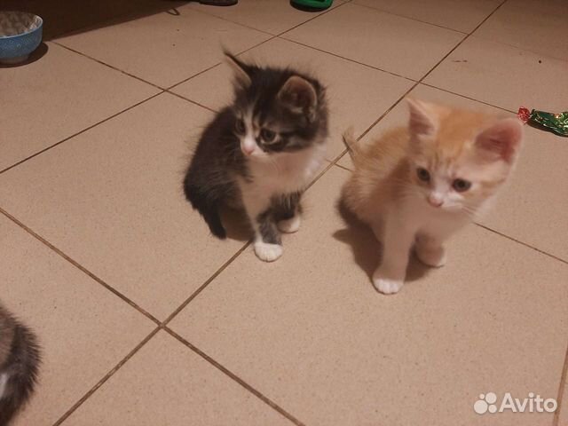 Котики ищут свой дом