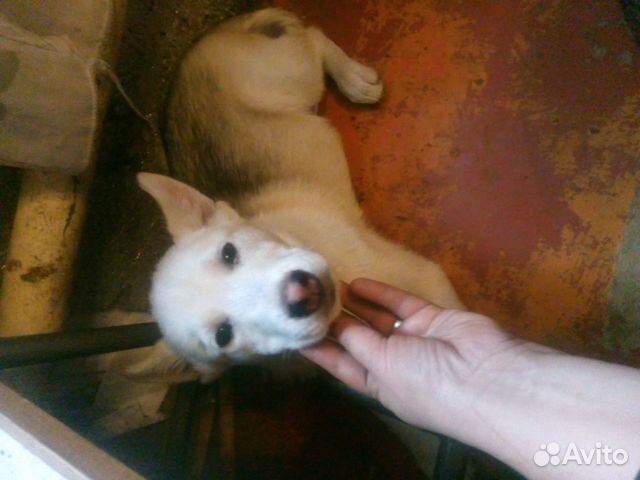 Отдам щенка в добрые и ответственные руки. Был най