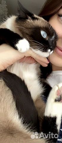 Кошка в добрые руки