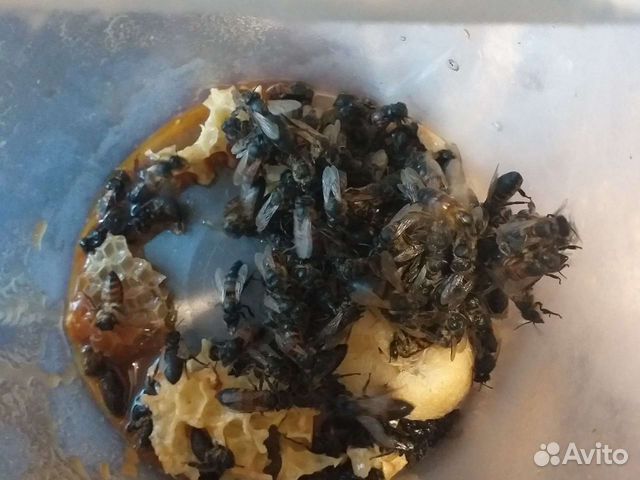 Пчелы для апитерапии