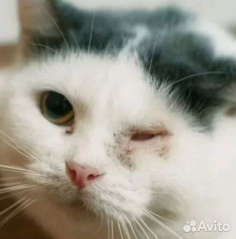 Добрейшая кошечка хочет домой