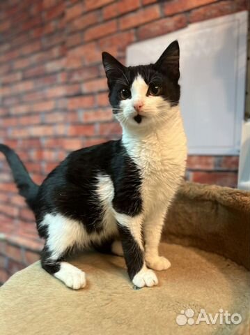 Котенок мальчик Флинт 3 мес