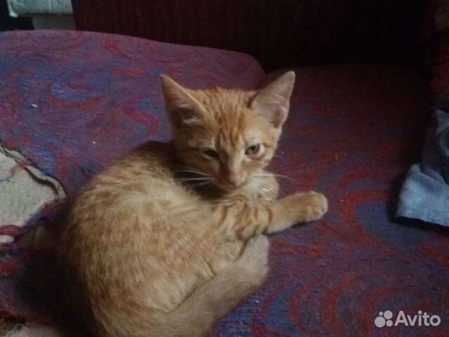 Котёнок