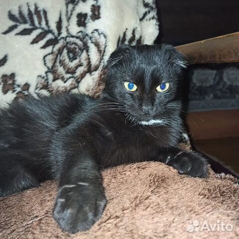 Вислоухие котята в добрые руки