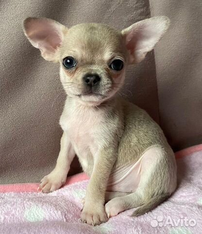 Маленький гномик