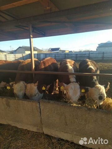 Волгоградские бычки