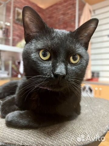 Котик Чарли 1,5 года