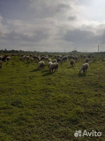 Продажа овец