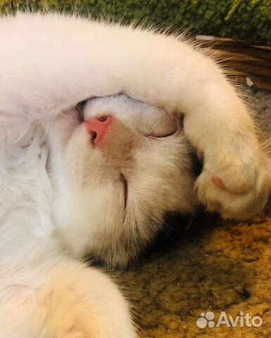 Котенок классный