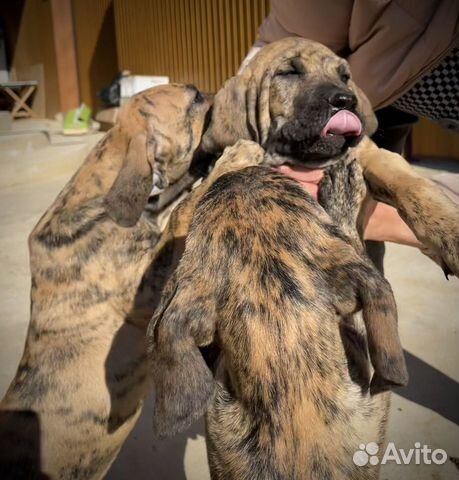 Фила бразилейро