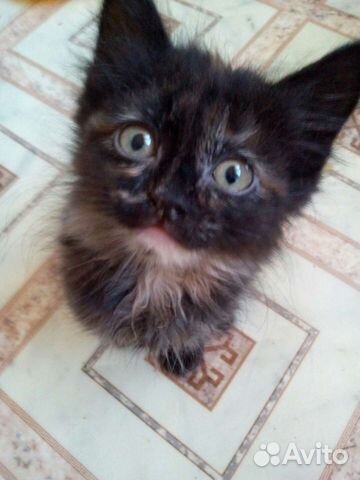 Кошечка, 1 месяц