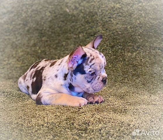 Французская шоколадная булочка