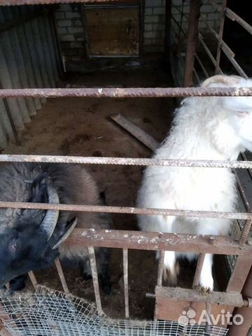 Пуховые козы