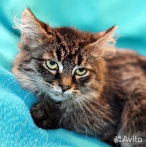 Лексус котенок в дар