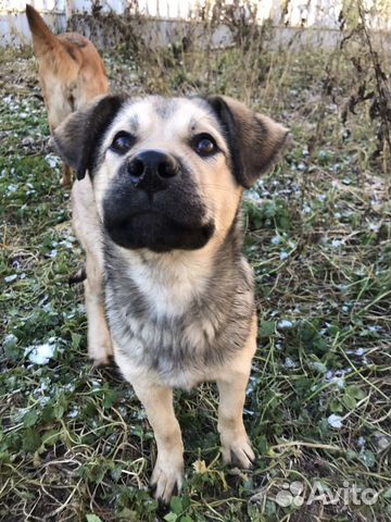 Щенок Джой в добрые руки