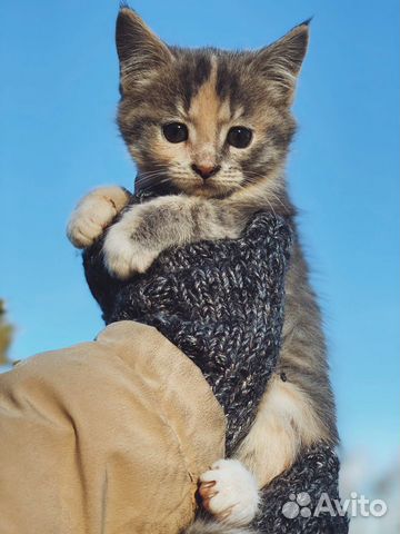 Спасите котеночка