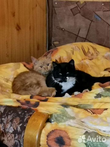 Котенок/котята в дар бесплатно