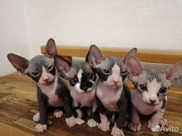 Канадский сфинксята