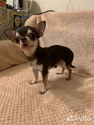 Щенки чихуахуа мини вязка
