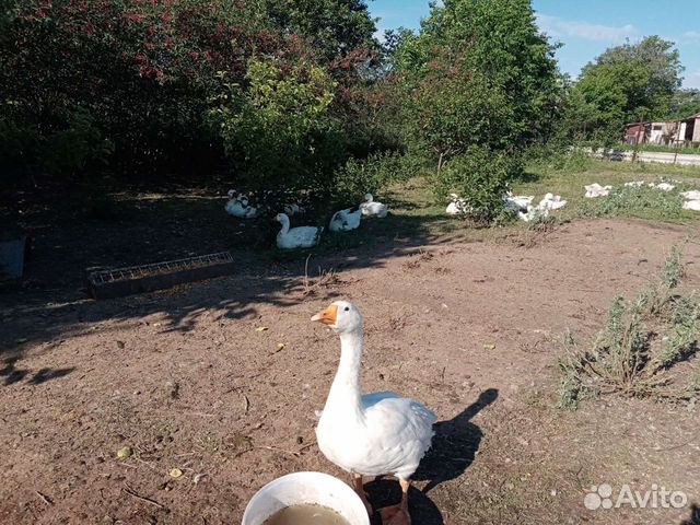Гуси живым весом