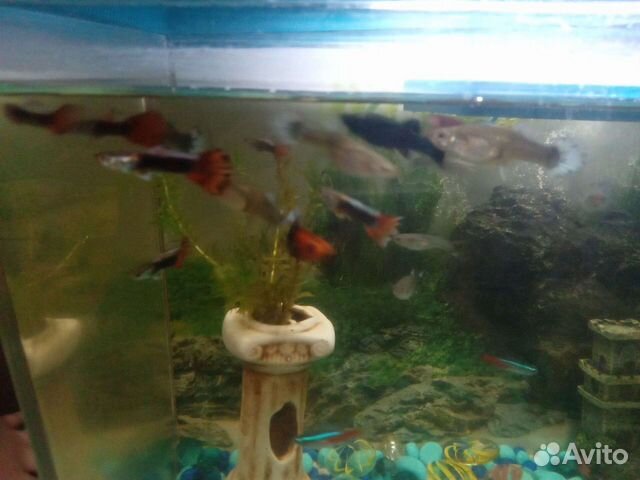 Мальки Гуппи и улитки Ампулярии