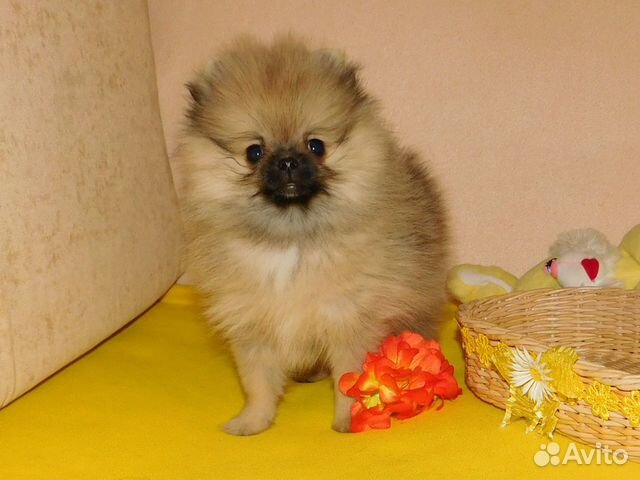 Мини крошка, девочка помшпица