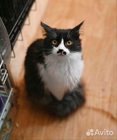 Будущая звезда интернета - уникальный Чаплин