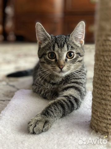 Сибирская красавица ищет дом