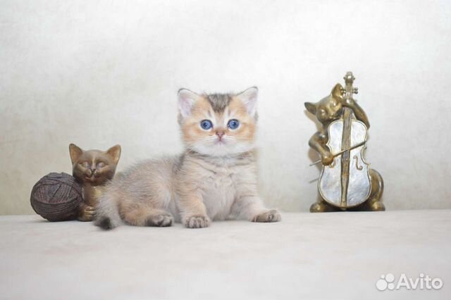 Шотландский котенок. Девочка