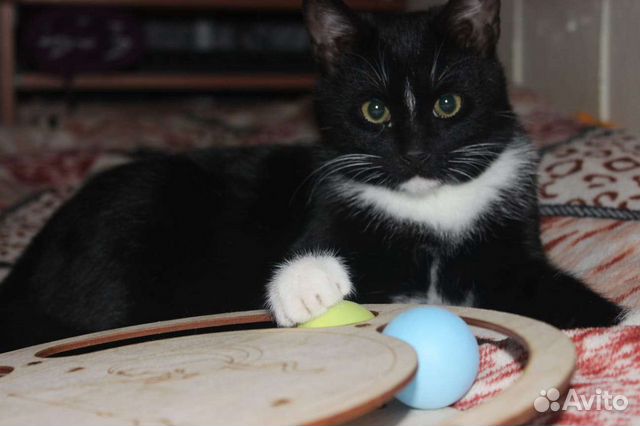 Котенок Соломон, 4 месяца