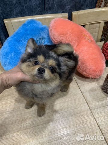 Померанский шпиц голубой мерль с подпалом Ярик