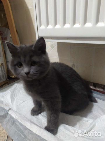 Кошечка