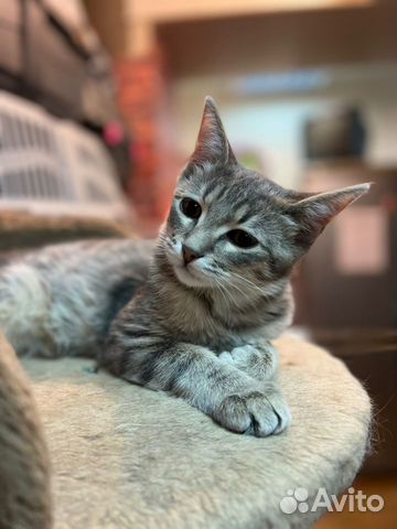 Котенок Симба 3,5 мес