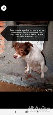 Собака размером не крупная, пару дней на пристрой