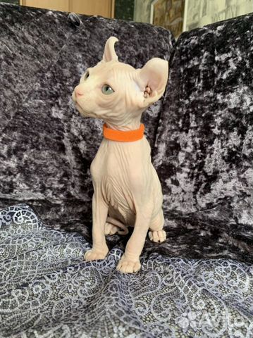 Канадский сфинкс эльф котик