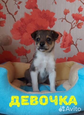 Этим малышам нужен дом