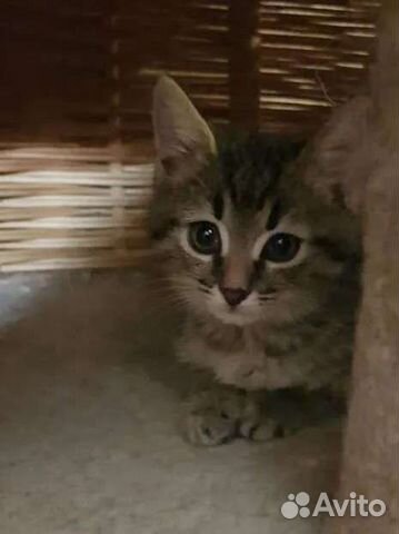 Котенок 2мес девочка Бонечка метиска бенгальской