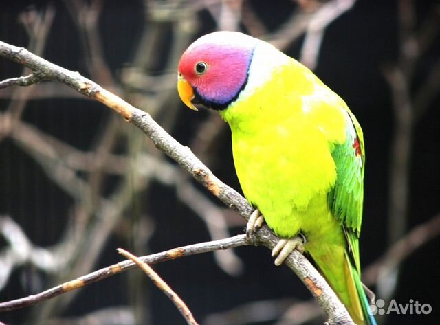 Сливоголовый кольчатый попугай