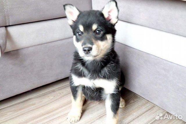 Щенок в добрые руки бесплатно