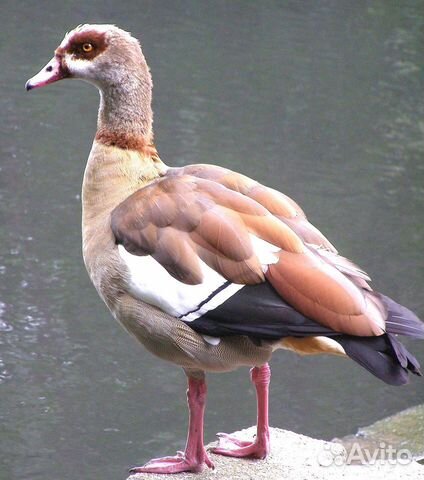 Нильский Гусь