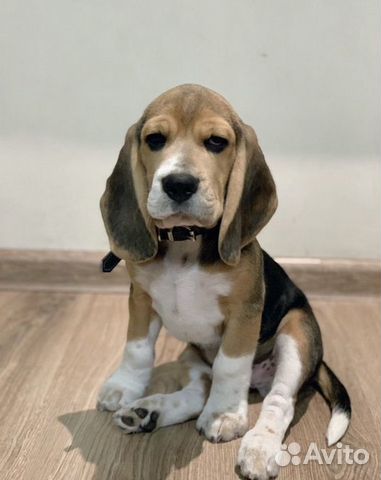 Щенки бигль москва