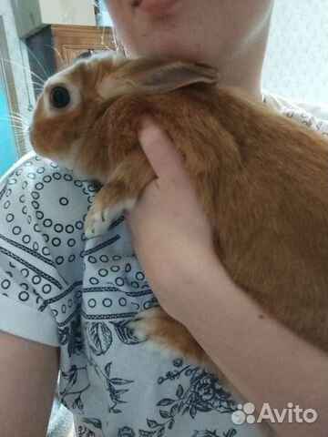 Декоративные кролики