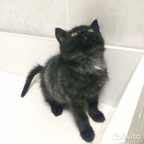 Котёнок 2 мес. фенотип азиатский дымчатый табби