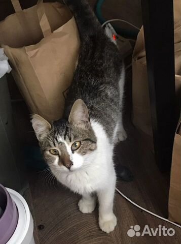 Спасенный котик в добрые руки