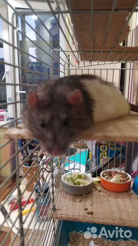 Отдам крысу с клеткой