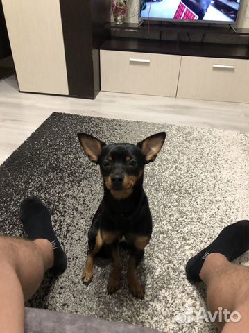 Цвенгпинчер